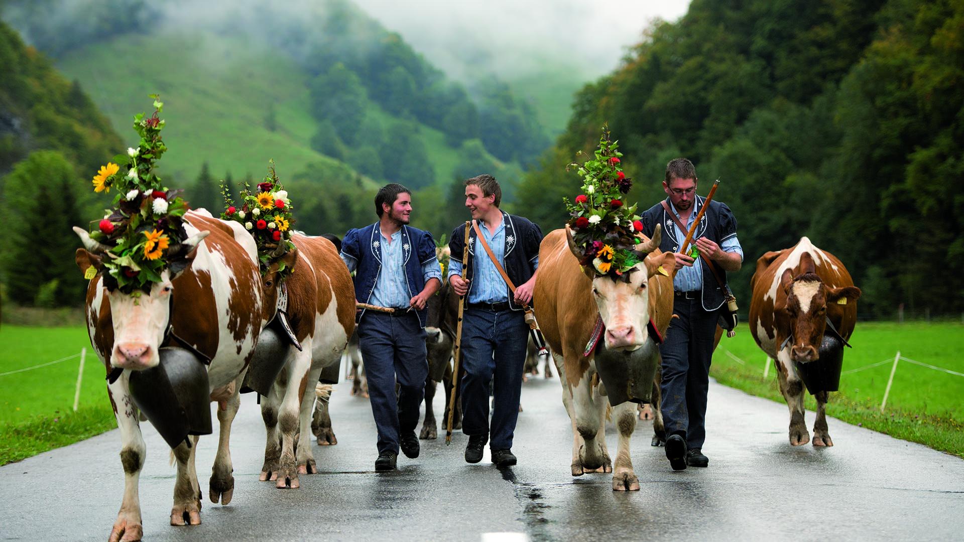 Désalpe de Charmey - L'abeille des Préalpes